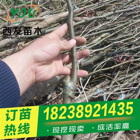 河南梨树苗价格 杜梨根系移栽苗 成活率高 梨子梨树苗嫁接果树苗 阿里巴巴