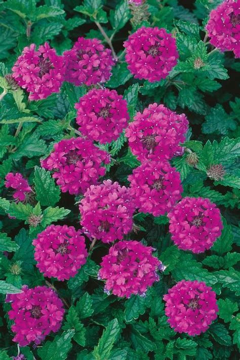 Rose Vervain Verbena Canadensis Homestead Purple From Growing Colors