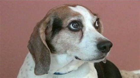 Dog Eats Owners Money Twice
