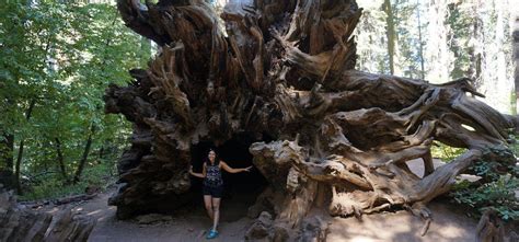 Mariposa Grove Yosemite Np Extranomical Tours