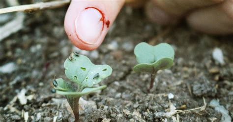 Counties To Distribute Leafy Spurge Eating Flea Beetles