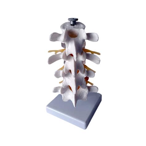 Buy XIEZI Anatomical Model Anatomical Human Spine Lumbar Vertebrae