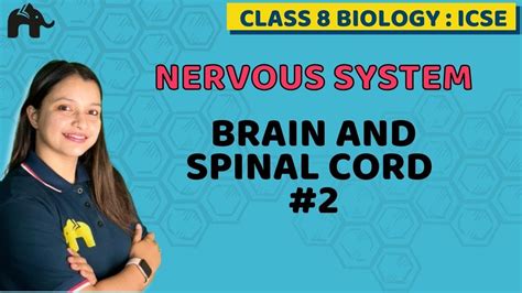 Nervous System Class 8 Icse Biology Selina Chapter 7 Brain And Spinal Cord Youtube