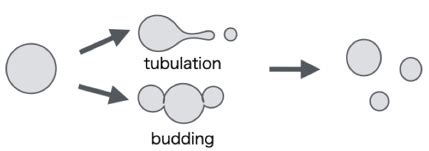 Schematic Diagram Of The Major Cell Division Shapes Of L Form Cell Download Scientific Diagram