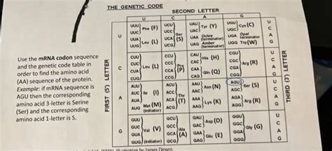 solved complete dna coding 5 ttc cgt gct aat aagtta atc