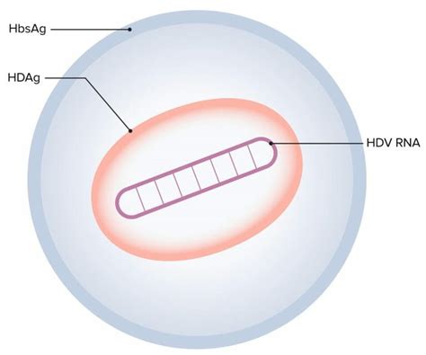 Hepatitis D Virus Concise Medical Knowledge