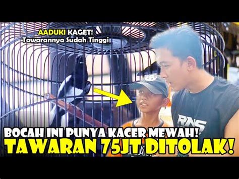 KAGET Bocah Ini TOLAK 75JT Untuk Se Ekor Burung Kacer YouTube