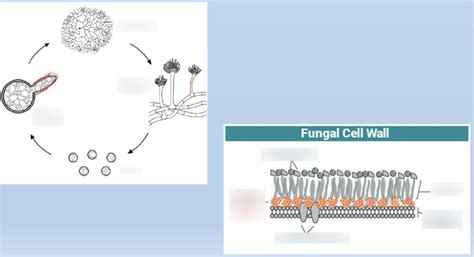 10 Fungi Intro And Morphology Of Fungi Diagram Quizlet