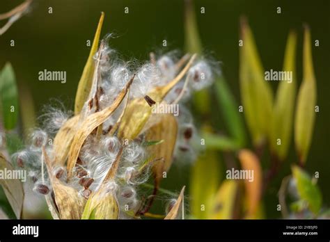 Defocused Macro Abstract Of Mature Seed Pods On A Swamp Milkweed Plant