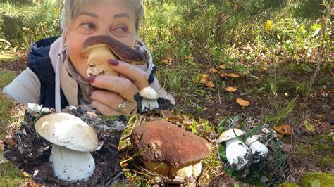 Грибы 🍄 Наконец то 🍄 Вынесла из ЛЕСА все на что сил хватило Youtube
