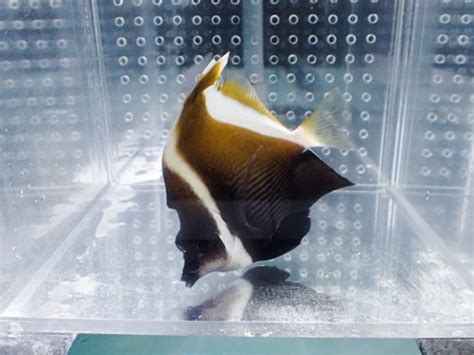 シガテラ海水魚ツノハタタテダイ1012センチ