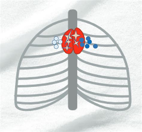 Frontiers Key Factors For Thymic Function And Development