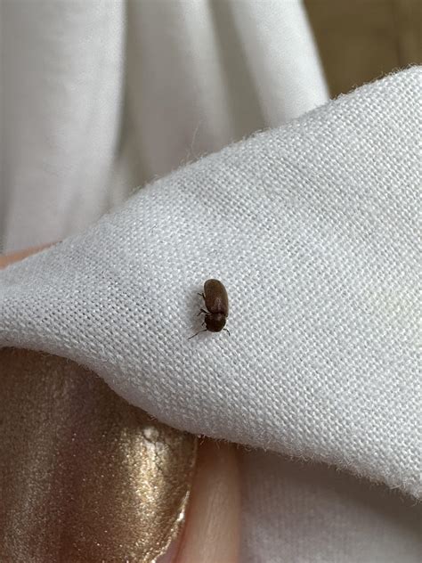 Found On Bedding R Whatisthisbug