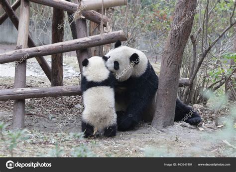 Precious Moment Mother Panda Her Cub Chengdu Panda Base China — Stock