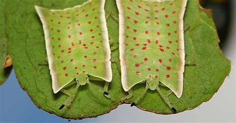 Giant Shield Bug Nymphs Imgur