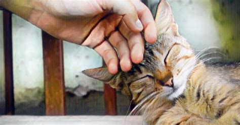 ¿por Qué A Los Gatos Les Gusta Que Los Acariciemos