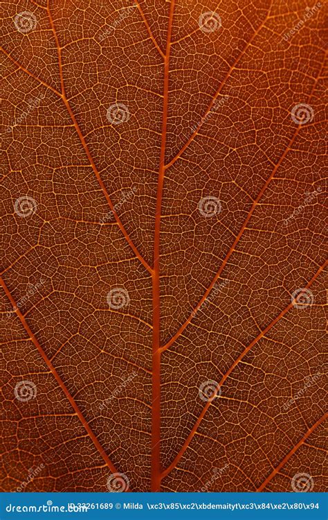 Tree Leaf Pattern Stock Image Image Of Pattern Texture 33261689