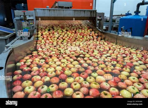 Postharvest Apple Processing Prior Distribution To Market Washing