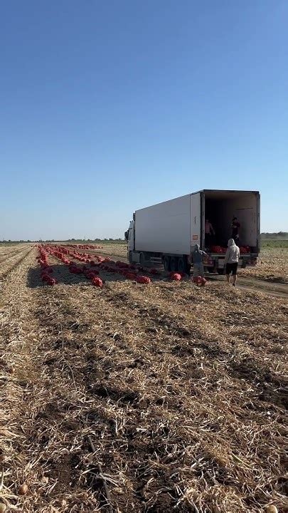 Купить лук овощи оптом с поля в Крыму 7978 977 77 88 Олег Youtube