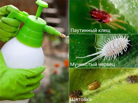 Лонган, выращивание и уход в домашних условиях