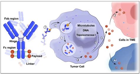 Overview Of Adc Combination Therapies Boc Sciences