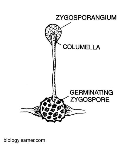 Rhizopus Occurrence Structure Reproduction Pathogenesis