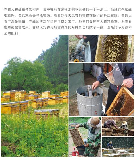黑蜂椴树蜜 黑锋 时光 第11页 大山谷图库