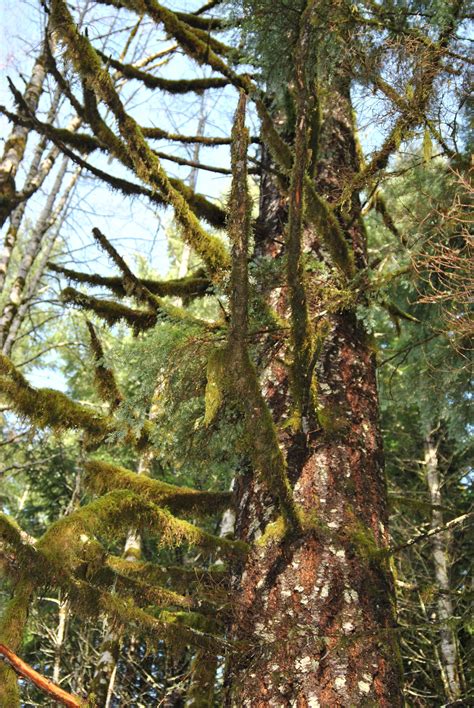 Oregon Oregon Tree Trunk Plants Photography Photograph Fotografie Photoshoot Plant Planets