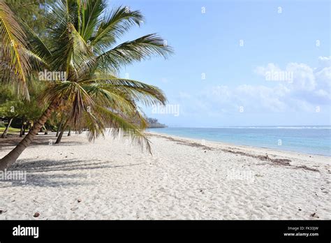 Plage De Palmiers Sable Et Soleil Banque De Photographies Et Dimages à
