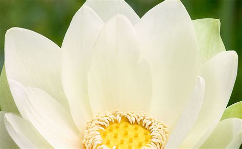 Lotus Prairie Garden Trust