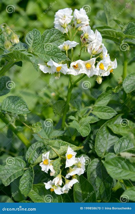 Цветы Solanum Tuberosum L белой картофель Стоковое Фото - изображение ...