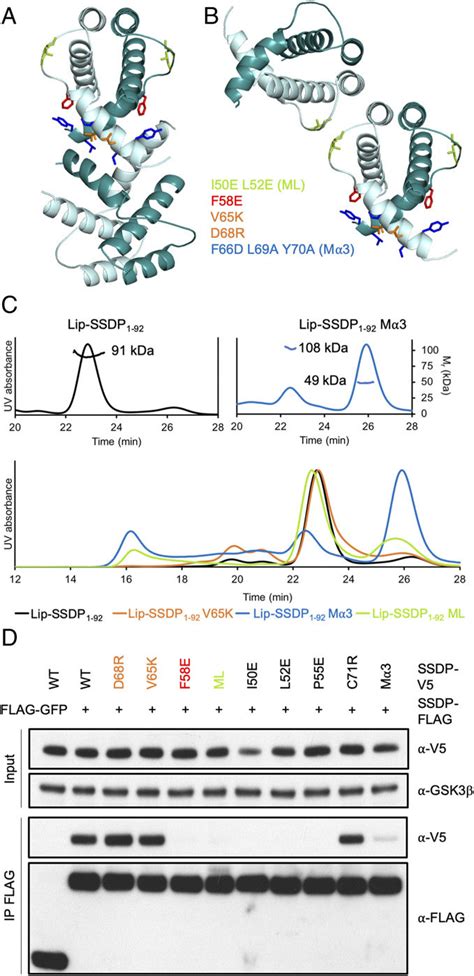 Two Modes Of Ssdp Tetramerization A And B Tetramerization Of Ssdp Download Scientific