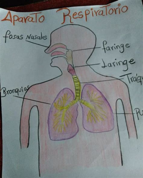 Dibujo Del Aparato Respiratorio