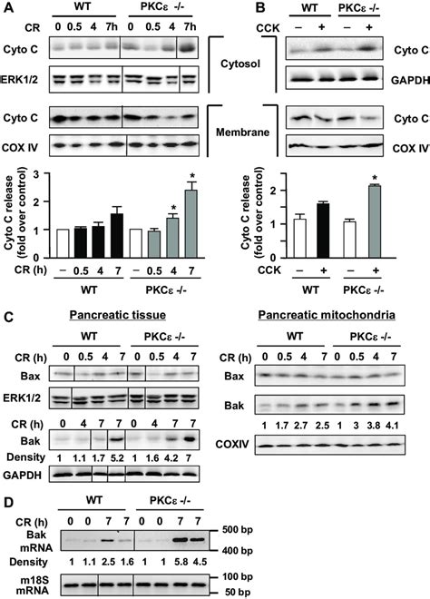 Cytochrome C Release And Upregulation Of Mitochondrial Proapoptotic