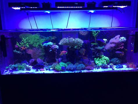 Removing Bubble Algae Page 2 Reef2reef