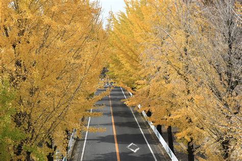 ほこてんり天理イチョウ並木歩行者天国