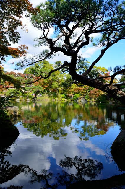 相楽園菊花展 06 by 白羊宮 ID5025698 写真共有サイト PHOTOHITO