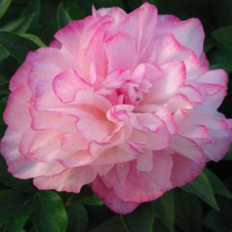 Peony Joker White Flower Farm