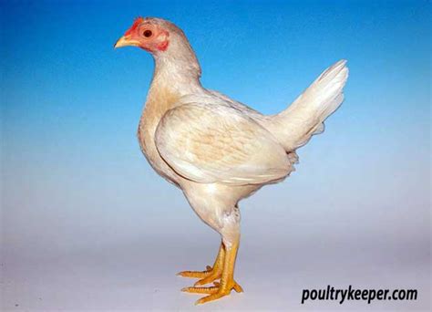 Old English Bantams
