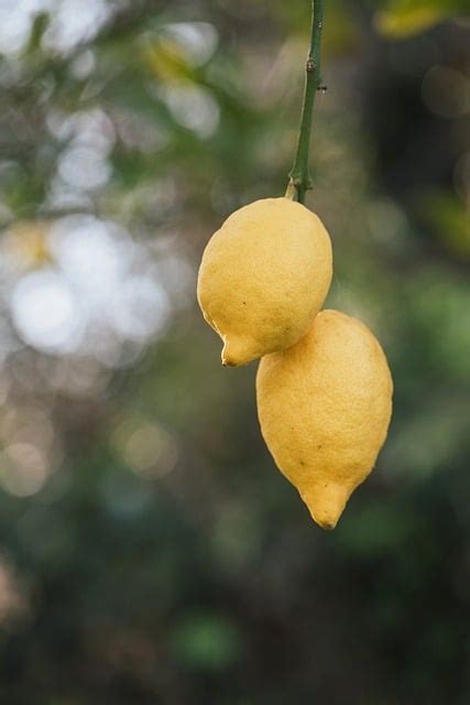 柠檬 水果 食物 Pixabay上的免费照片 Pixabay