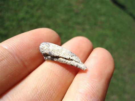 Rare Alligator Claw Core Recently Sold Fossils Prehistoric Florida