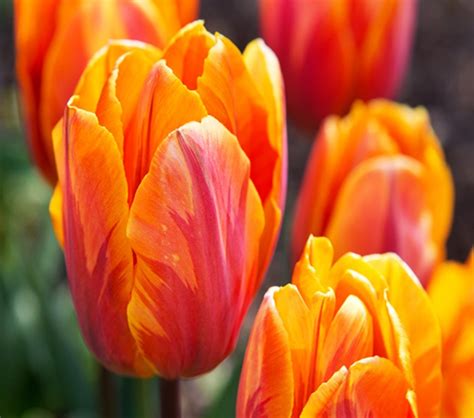 Tulipan Triumph Tasmanie 5 Szt Cebulki Tulipany BENEX Sklep EMPIK