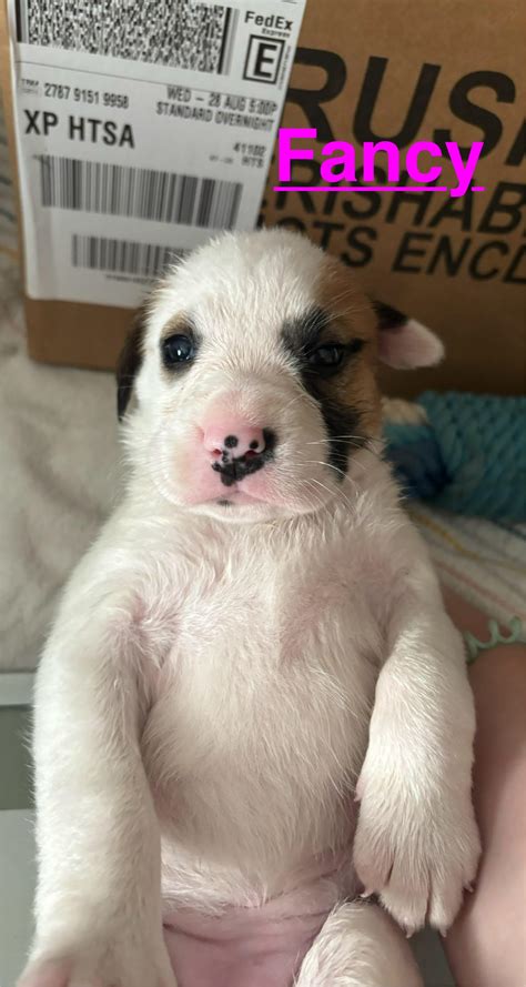 Background And Attributes