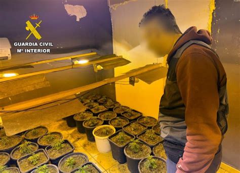 La Guardia Civil Desmantela Un Invernadero Indoor De Marihuana En