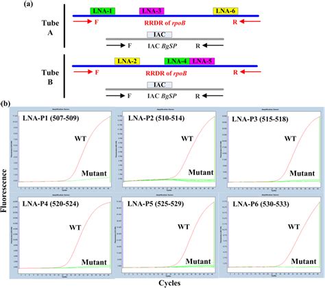 Schematic Description Of The Assay And Mutation Discrimination Download Scientific Diagram