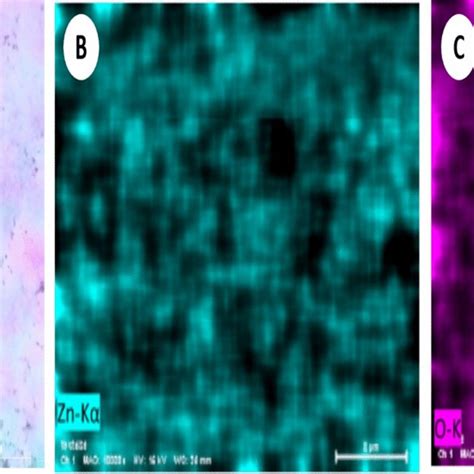 Elemental Mapping Analysis Of Zno Nanoparticles Download Scientific