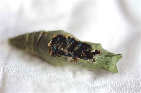 寄生バチが蛹から抜け出さずに死んでしまうこともあるのでしょうか？ 昆虫ブログ むし探検広場