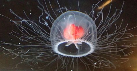Scientists Say They Found The Genes That Makes Immortal Jellyfish Immortal