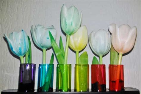 Bloemen Kleuren Met Kleurstof Of Ecoline Experiment Mamaliefde Nl