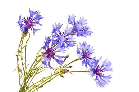 흰색 바탕에 Cornflowers입니다 0명에 대한 스톡 사진 및 기타 이미지 0명 꽃 나무 꽃 꽃의 구조 Istock